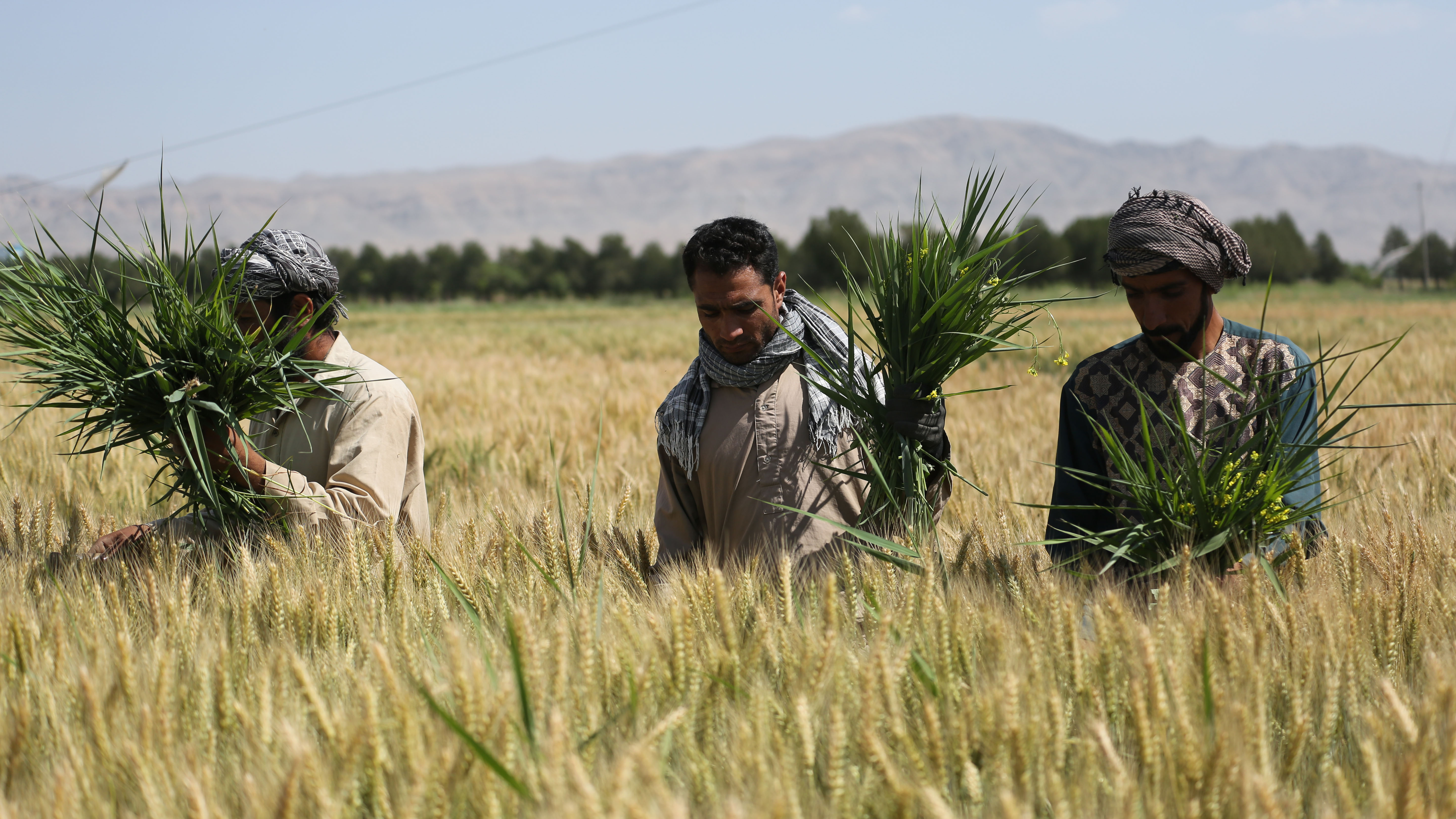 Research Farms Build Foundation for Afghanistan’s Agriculture